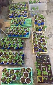 Seed Starting 101 Series: Seed Starting Equipment Set Up