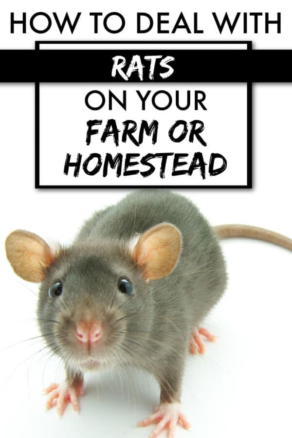 How to Get Rid of Rats in Yard - Homestead - Farm