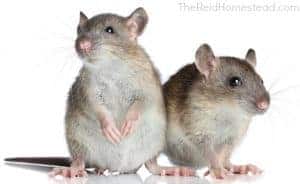 How to Get Rid of Rats in Yard - Homestead - Farm