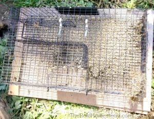 How to Get Rid of Rats in Yard - Homestead - Farm