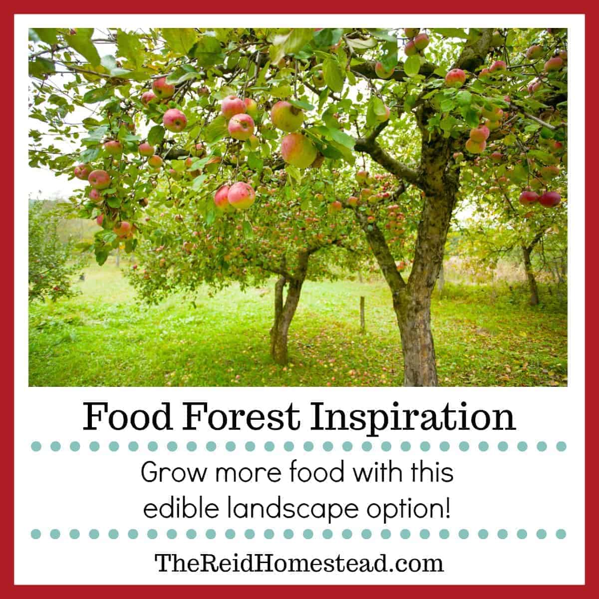 Food Forest Design Ideas