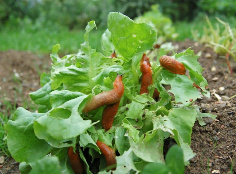 10 Natural Slug and Snail Control Methods to Save Your Plants