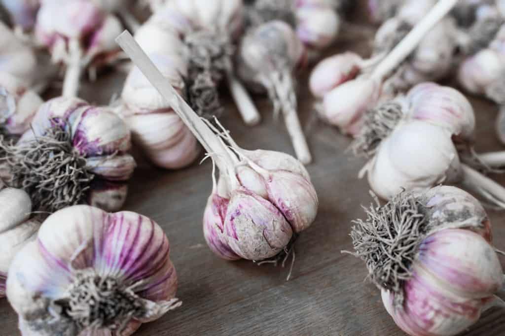 The Differences Between Hardneck vs. Softneck Garlic