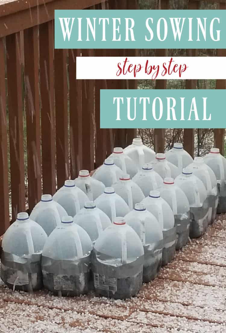 Seed Starting 101: A Guide to Winter Sowing in Milk Jugs
