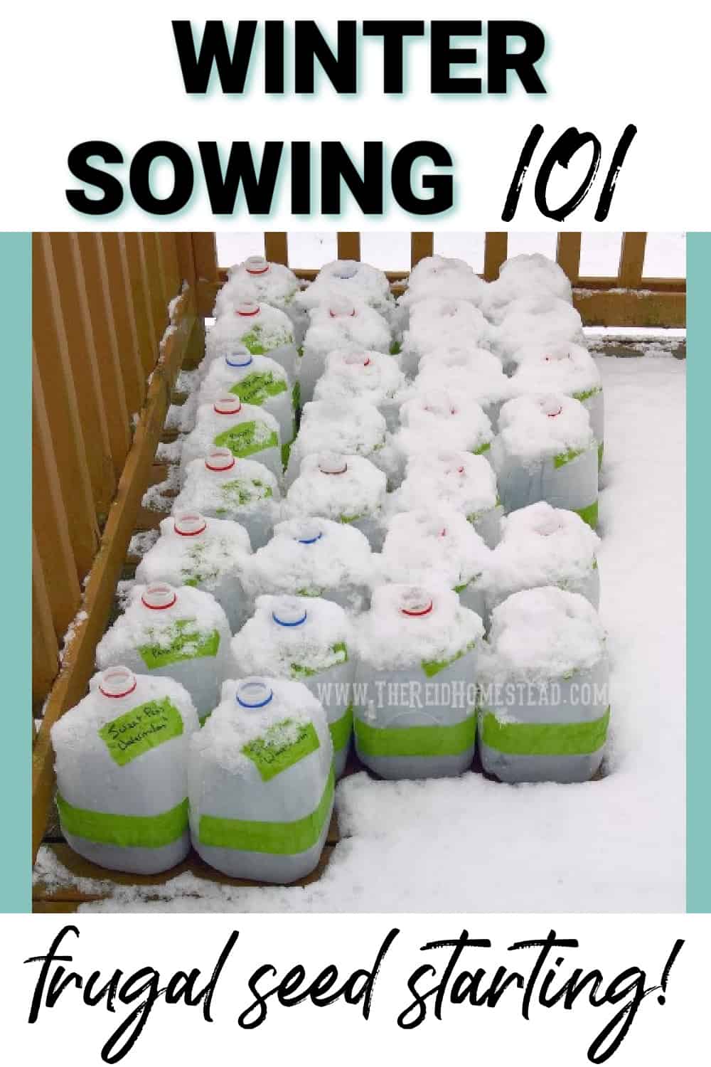 Seed Starting 101: A Guide to Winter Sowing in Milk Jugs