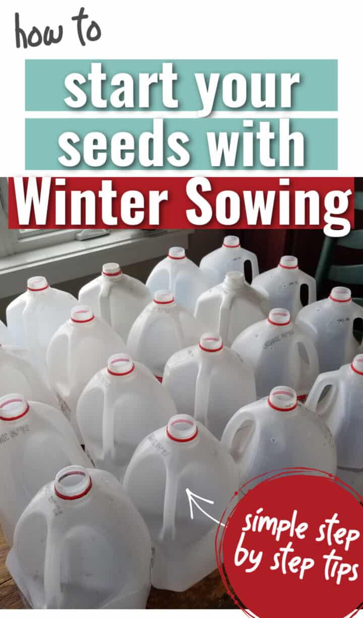 Seed Starting 101: A Guide to Winter Sowing in Milk Jugs
