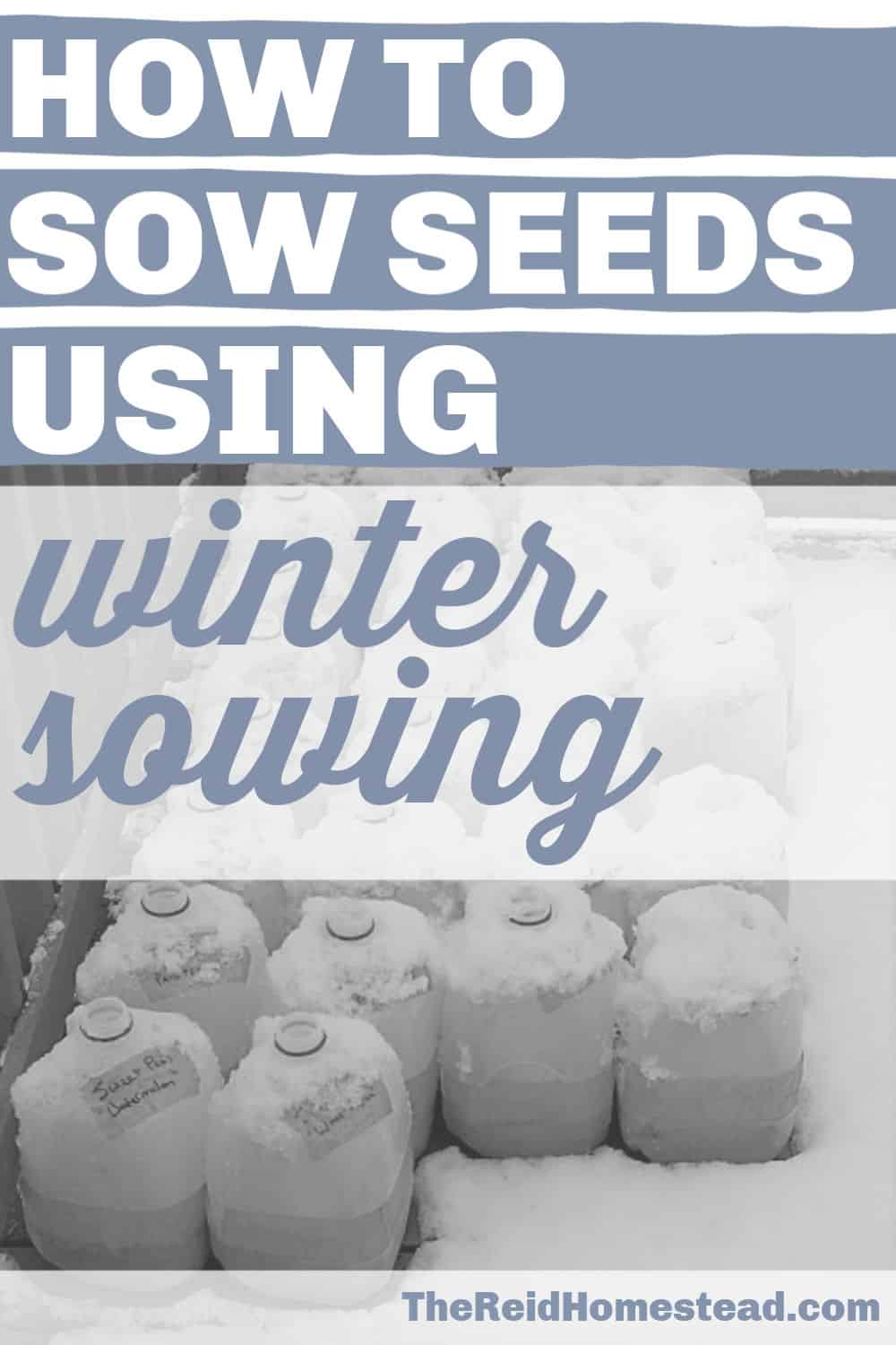 Seed Starting 101: A Guide to Winter Sowing in Milk Jugs