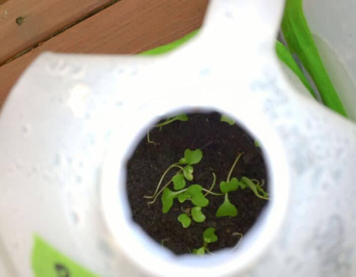 Seed Starting 101: A Guide to Winter Sowing in Milk Jugs