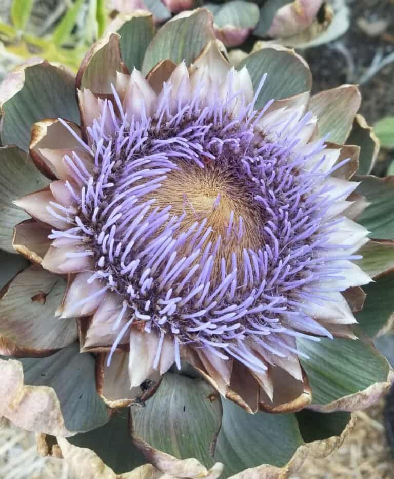20+ Purple Vegetables for Your Garden