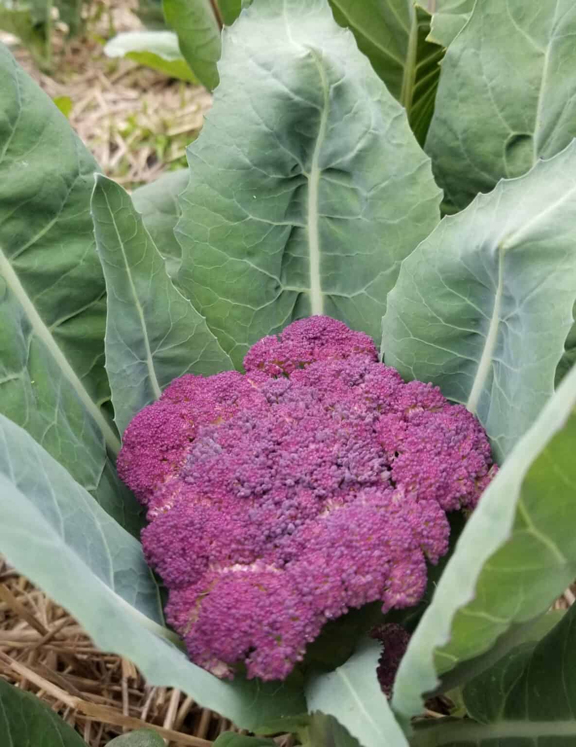 20+ Purple Vegetables for Your Garden