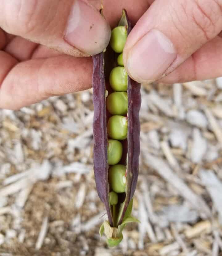 20+ Purple Vegetables for Your Garden