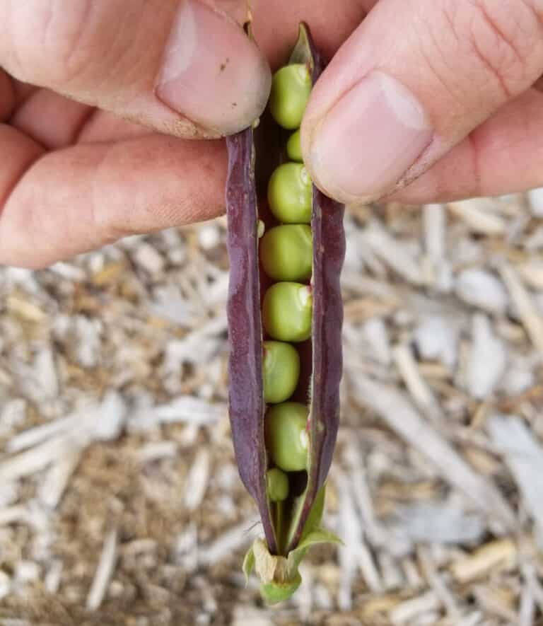 20+ Purple Vegetables for Your Garden