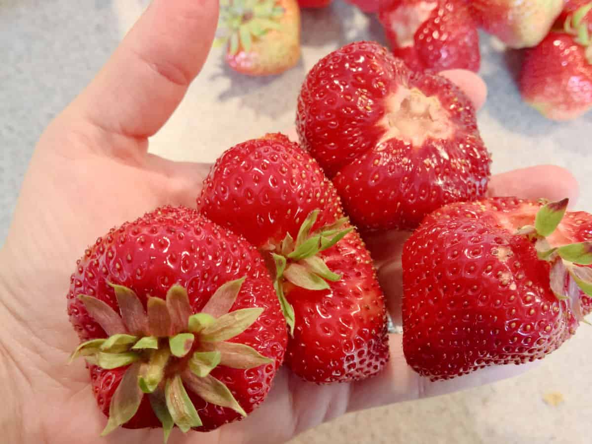 Easy DIY Painted Strawberry Rocks Craft Tutorial