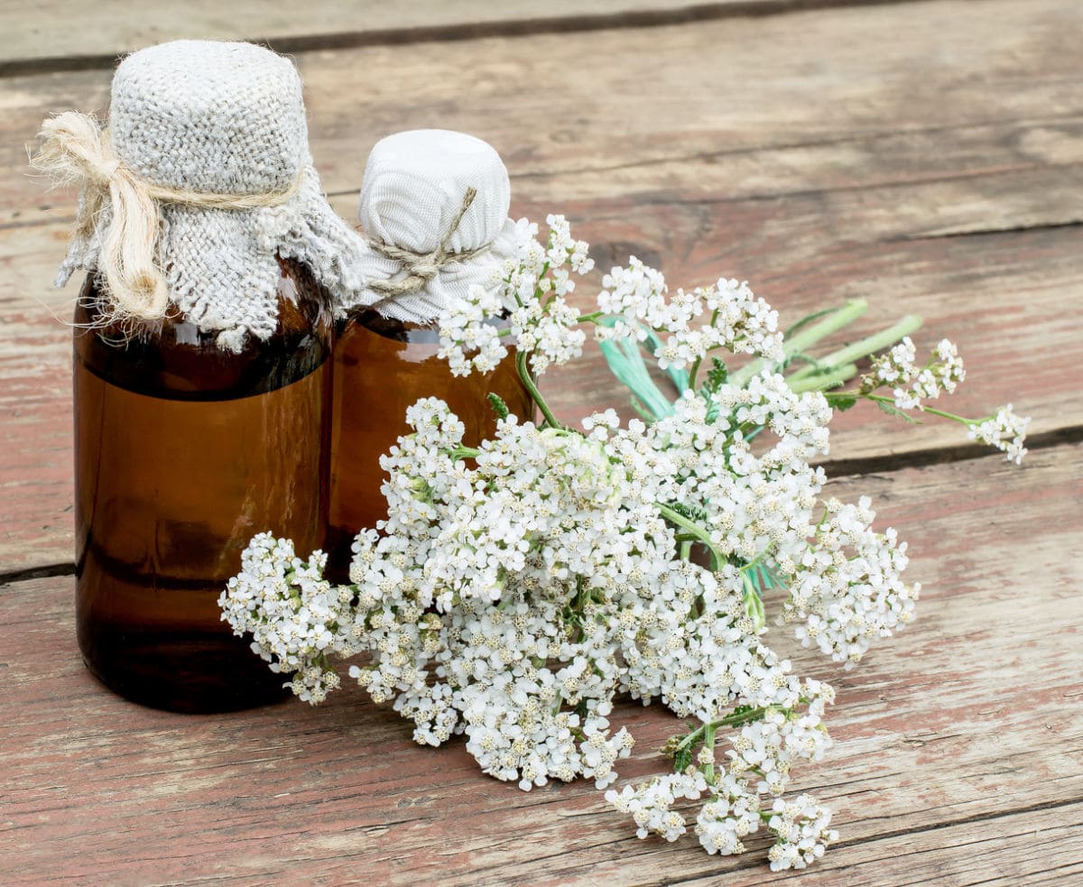 Easy DIY Yarrow Salve Recipe